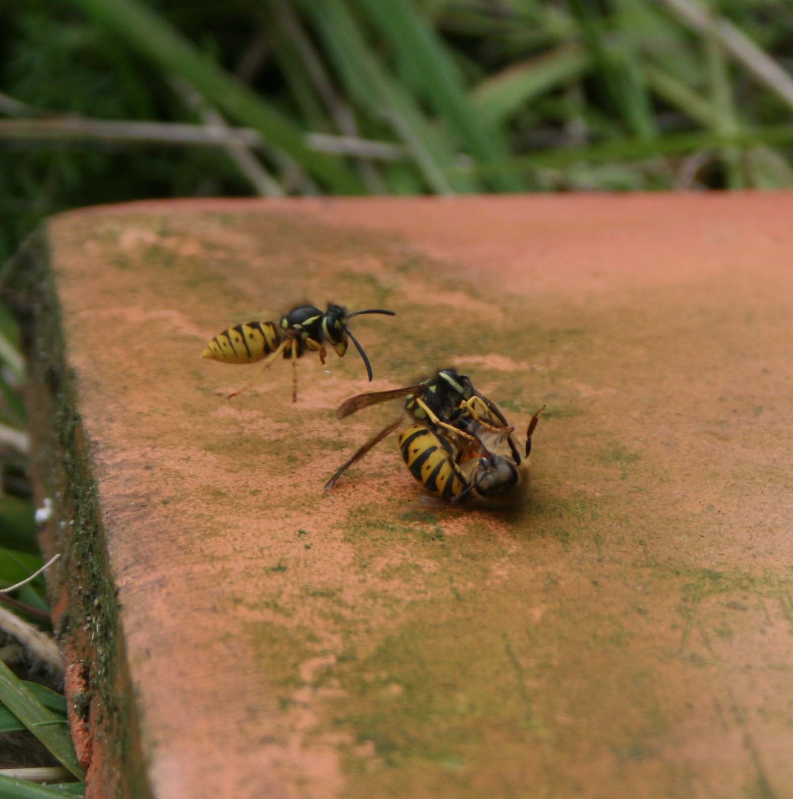 Predatory wasp attack caught on film | bere architects