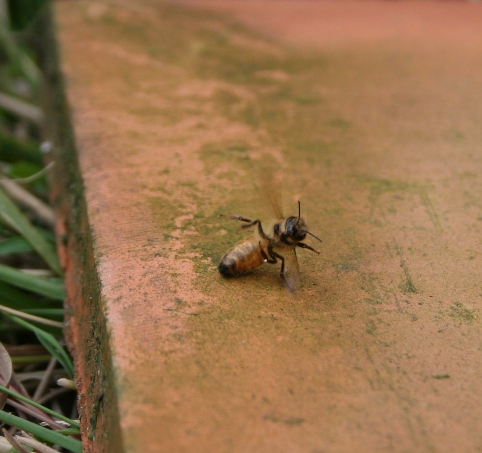 Predatory wasp attack caught on film | bere architects