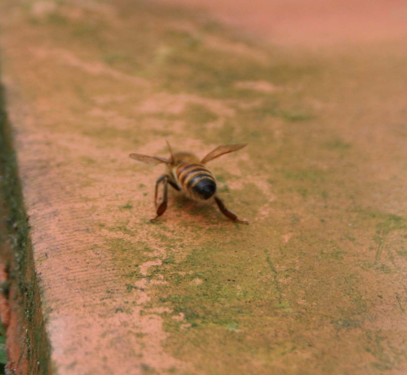 Predatory wasp attack caught on film | bere architects