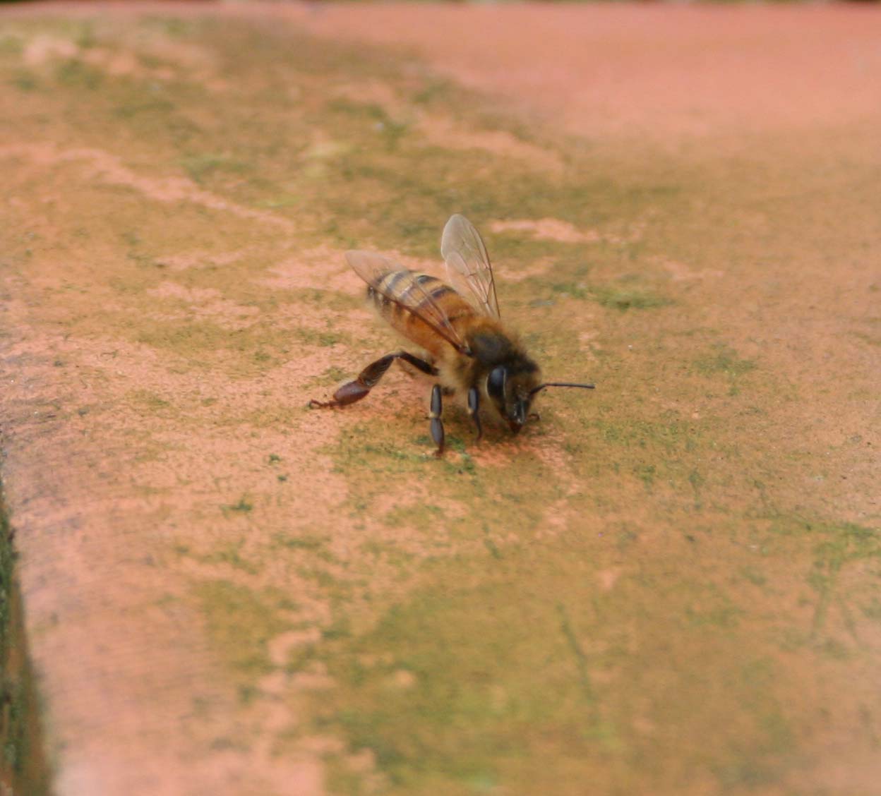 Predatory wasp attack caught on film | bere architects