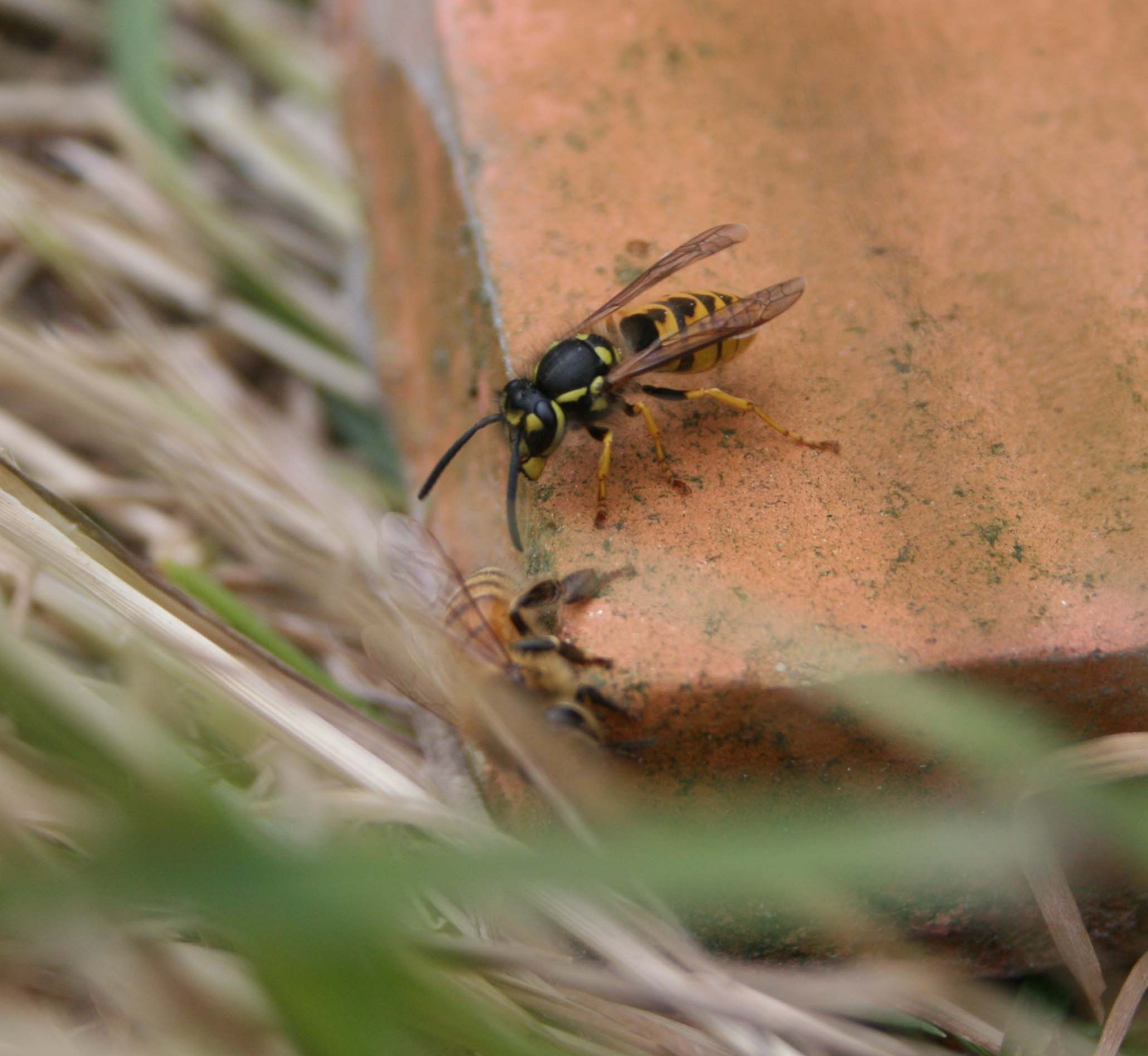 Predatory wasp attack caught on film | bere architects